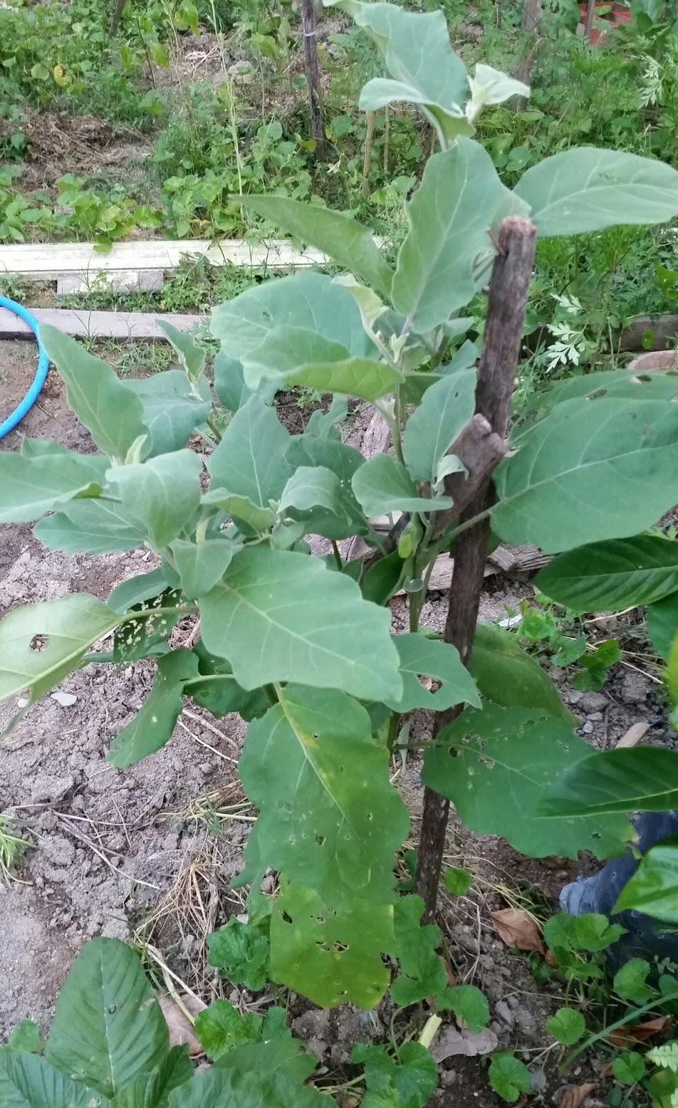 Warisan Petani: Pokok Terung Telunjuk.