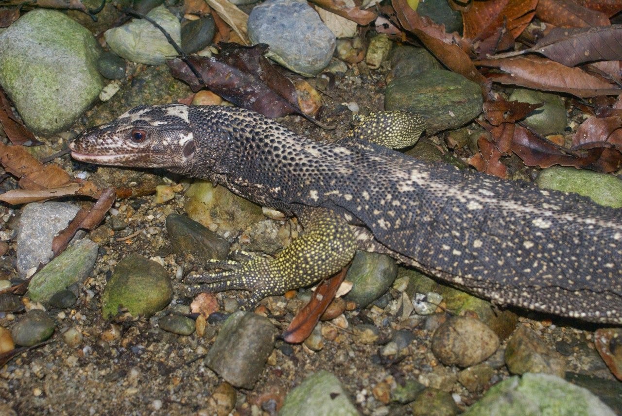 Jenis - Jenis Varanus ( Genus Varanidae ) di Dunia