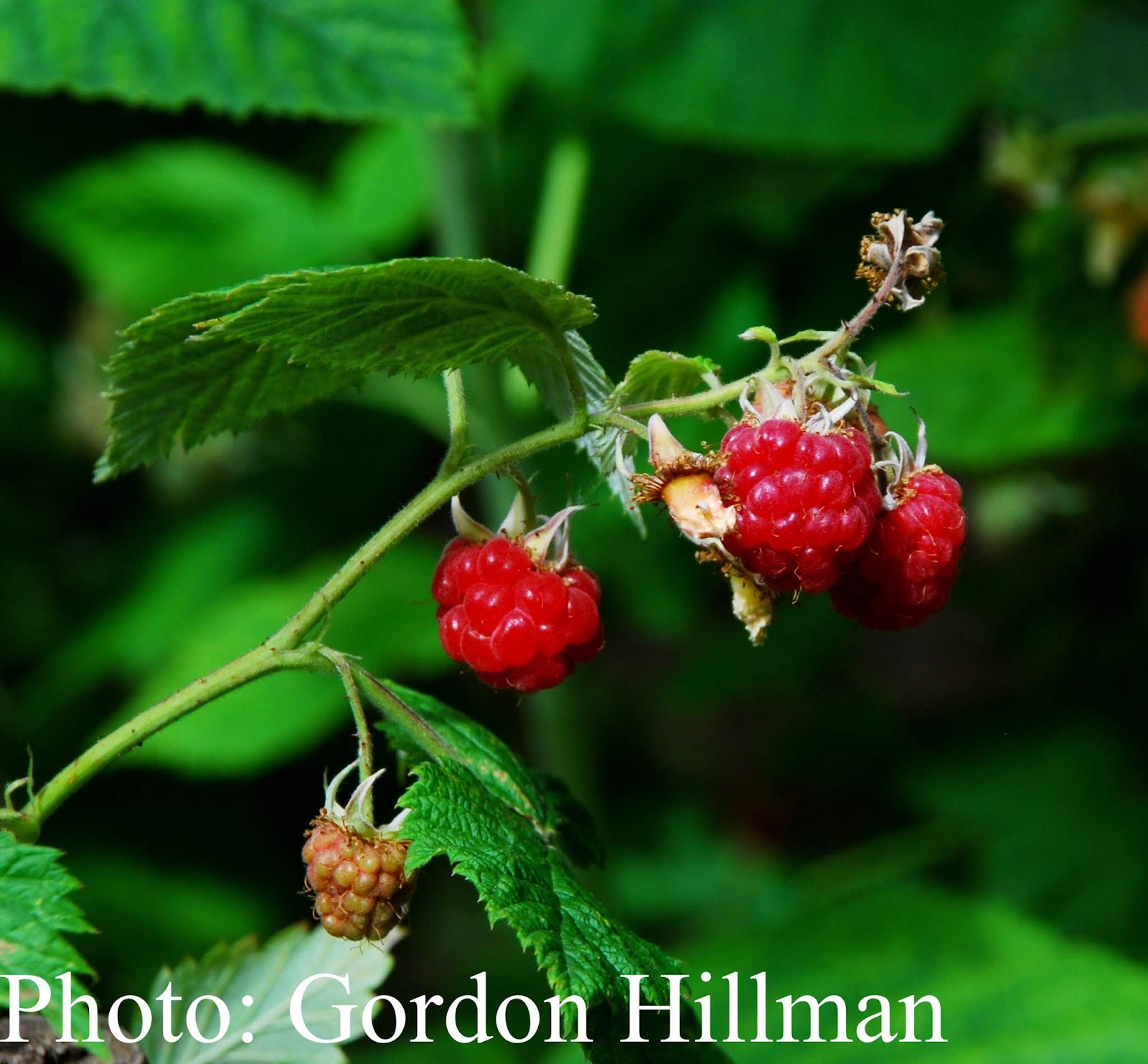 Wild Plant Foods of Britain: Raspberry (Rubus idaeus)