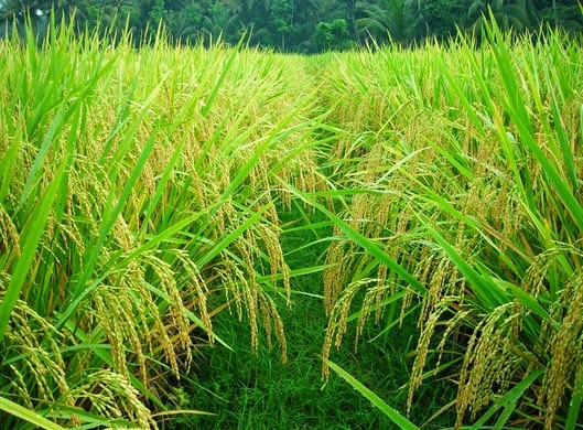Hama utama pada tanaman padi | ANEKA TANAMAN KEBUN