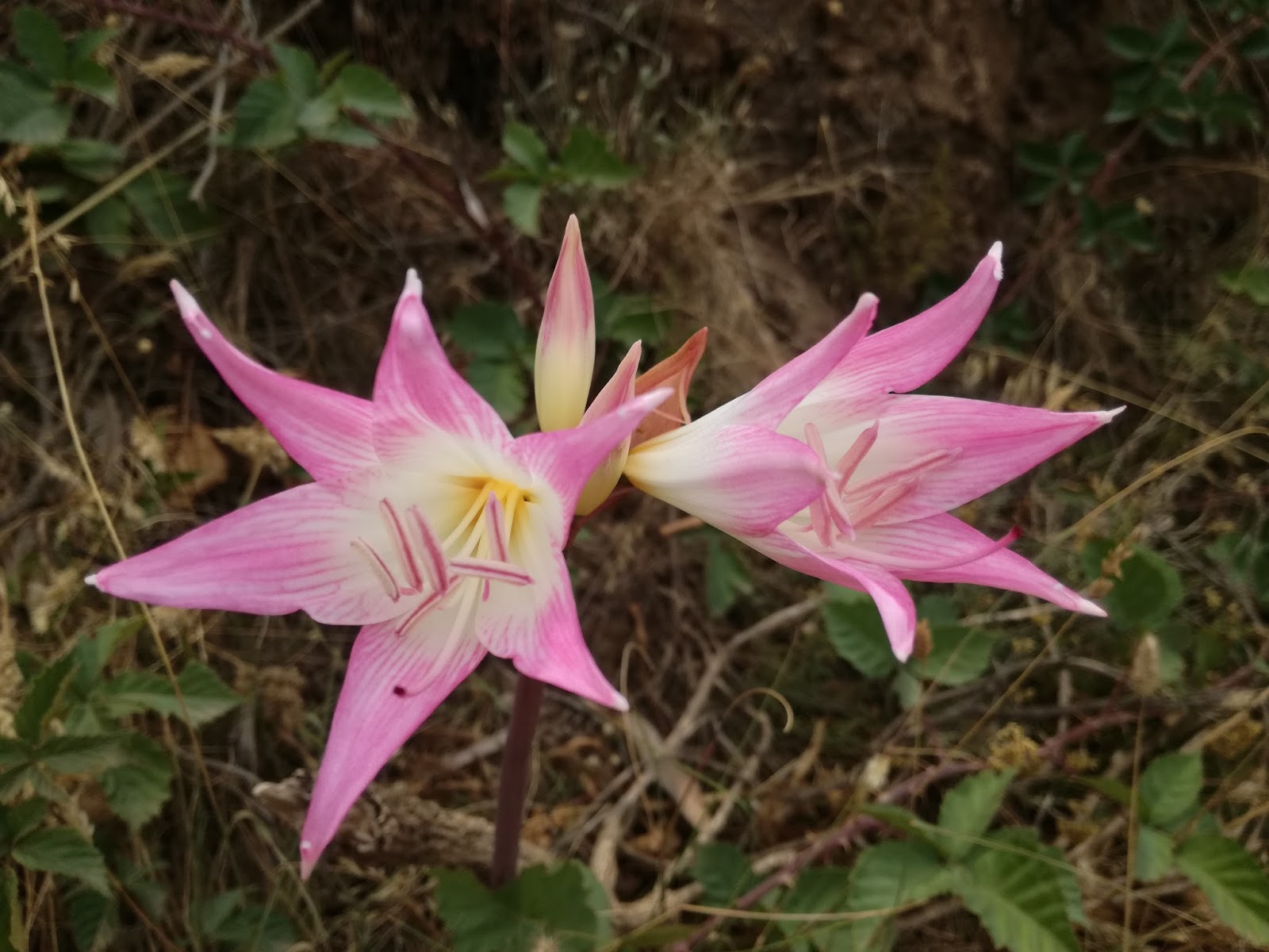 Keiptauna: 3 Galda kalna virsotnes vienā nedēļā