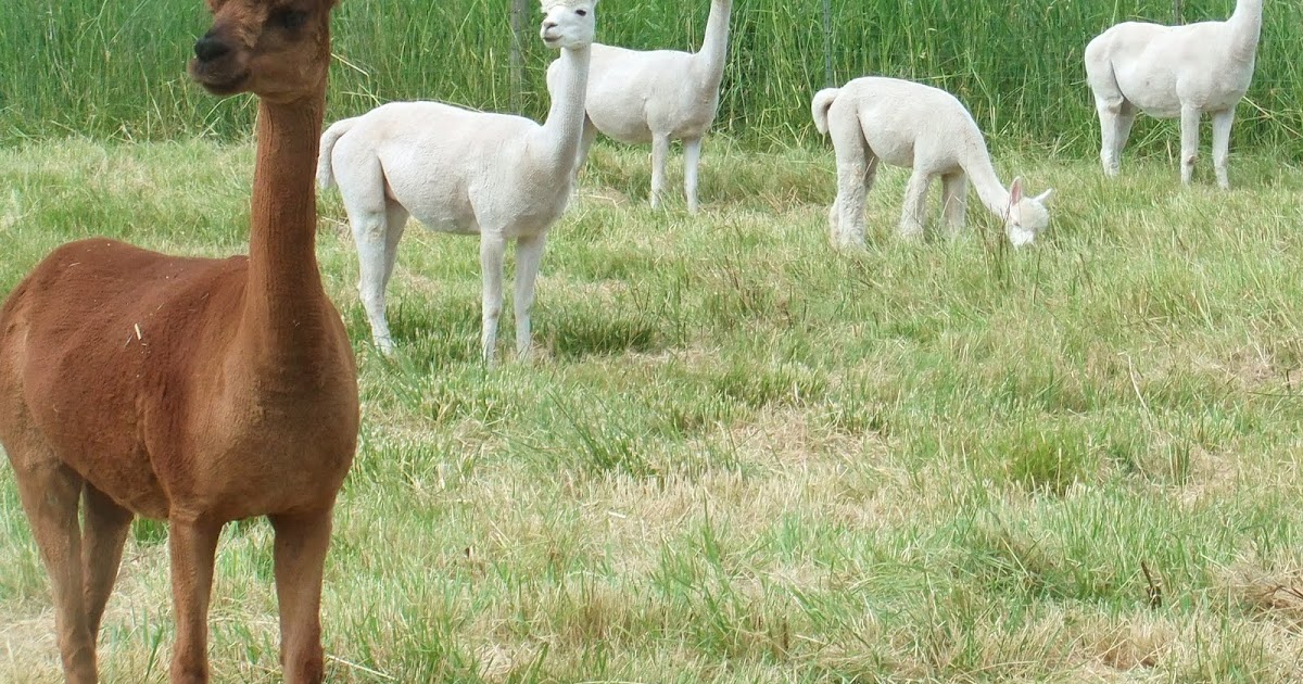 Biting The Hand That Feeds You: Alpaca Lunch