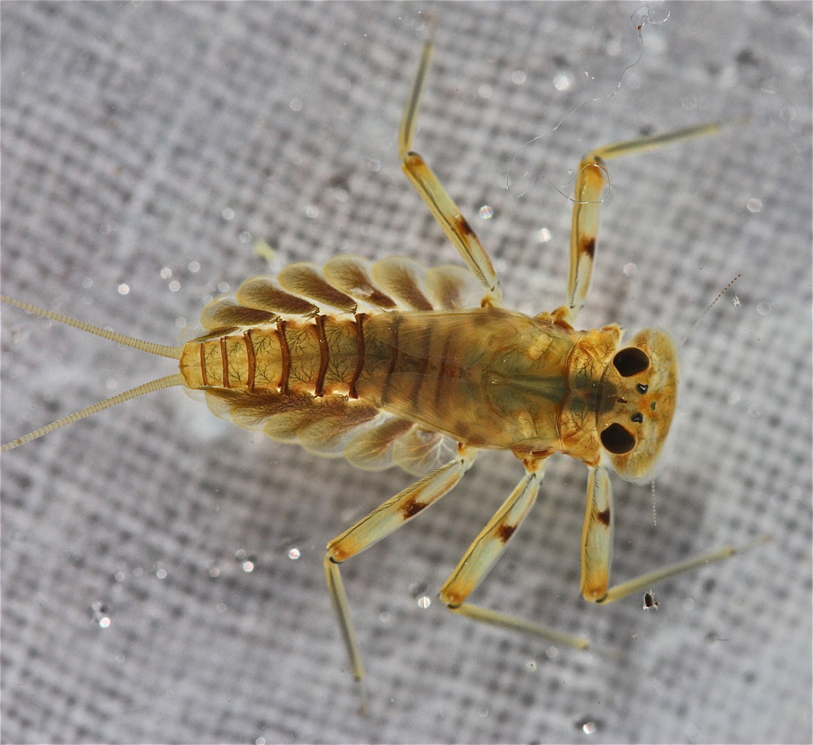 Aquatic Insects of Central Virginia: The Common Netspinner "Diplectrona ...