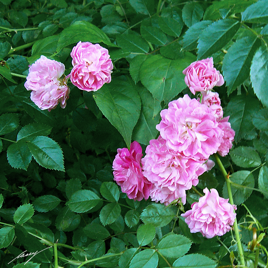 Types Of Old Fashioned Roses at Janice Harvell blog