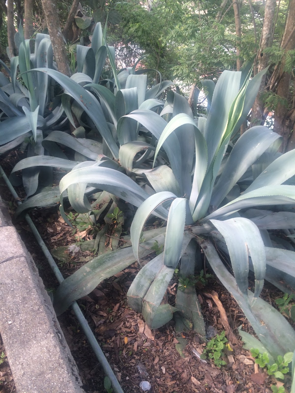 Sumiller Vicente.: Día 1. Cocuy Balsamal…