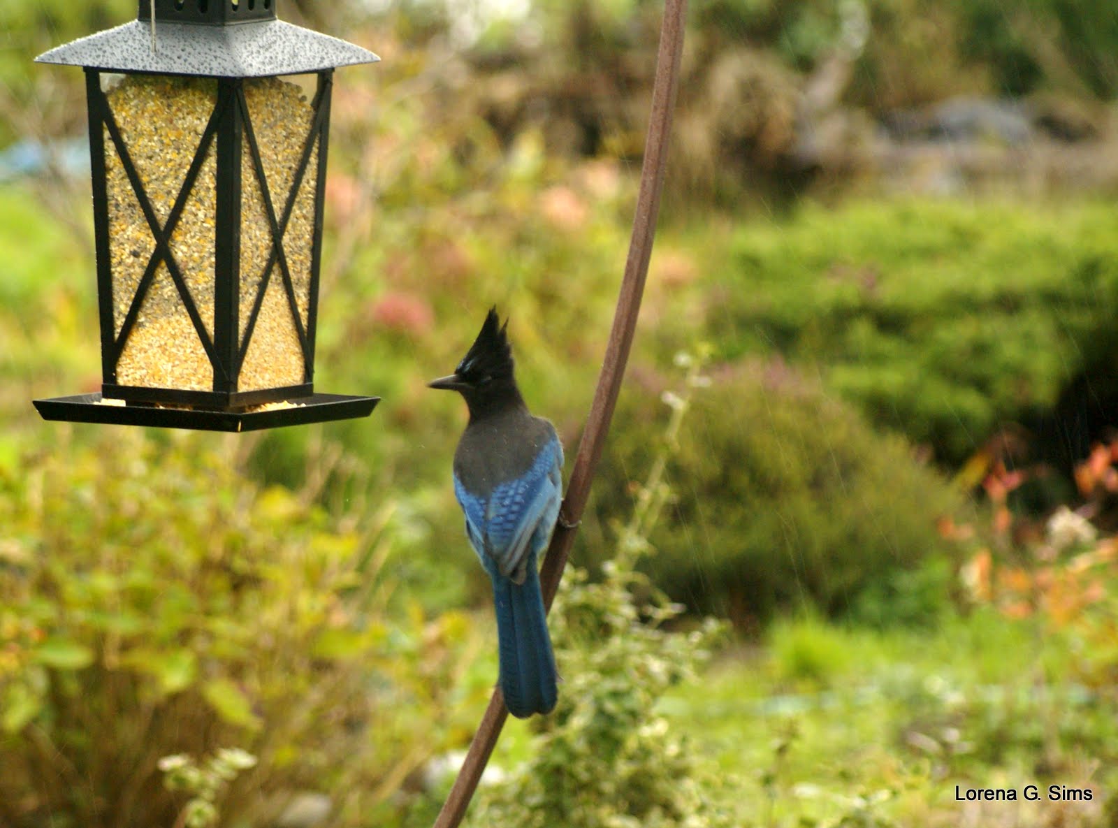 5 years ago, Blue Jay and Squirrel in the yard!