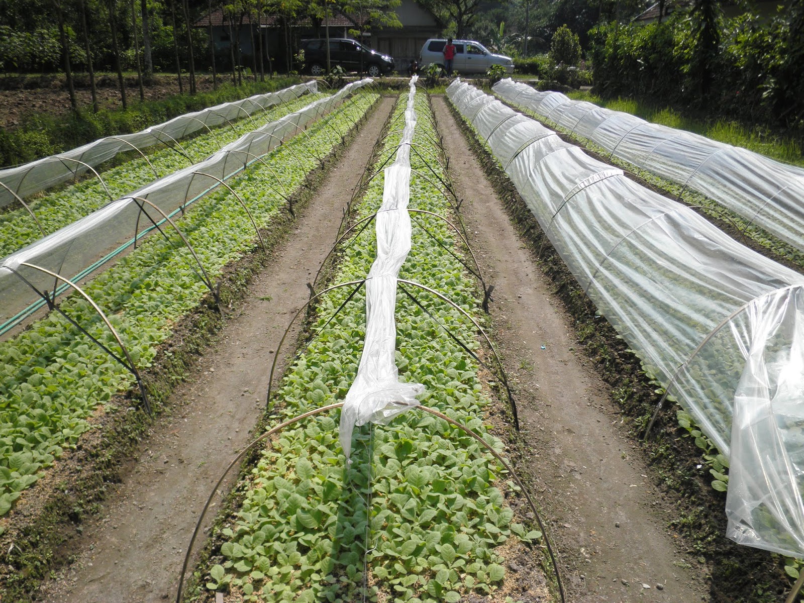 Pembibitan Tembakau: Sebuah Pondasi Usaha | Tembakau dan Cengkeh Indonesia