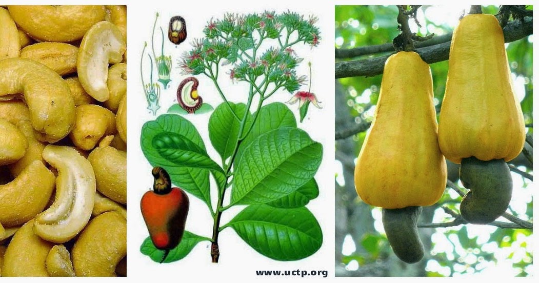 The Voice of the Taino People Online: Taino Facts Online...