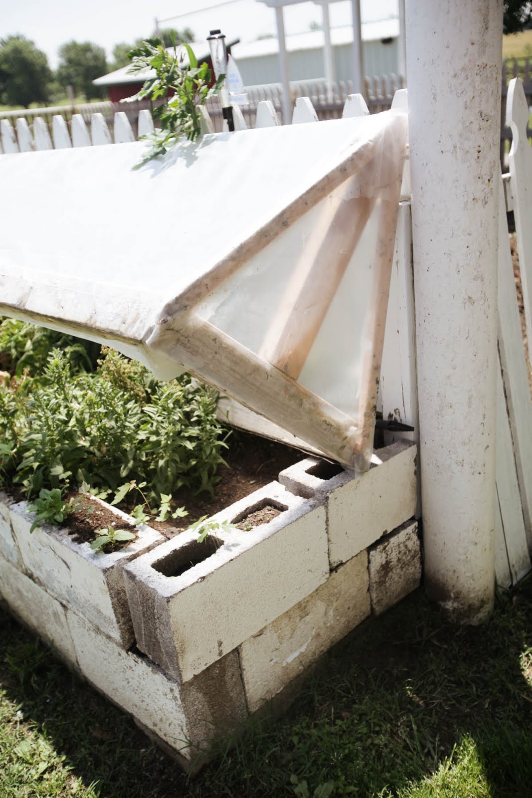The Farm And Fiddle: A brilliant mini greenhouse :)