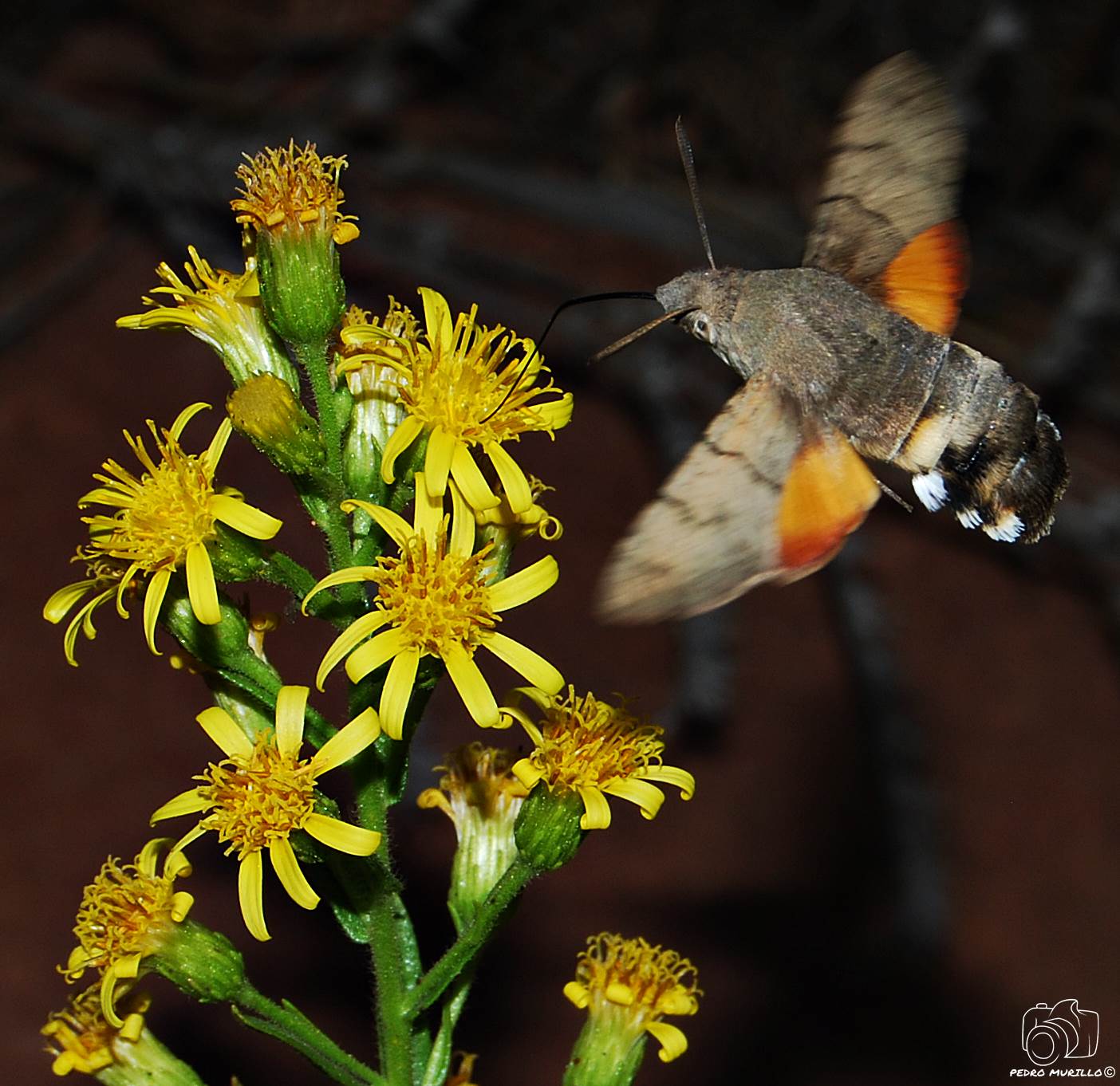 Las excursiones de Murillo "murillonature": Esfinge colibrí ...