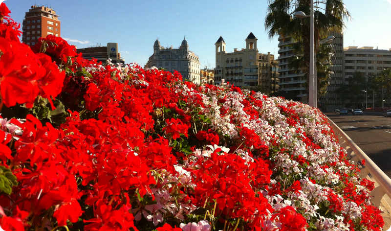 My Album Delivery Blog: Blogger Traveller Valencia - Flores en Mayo