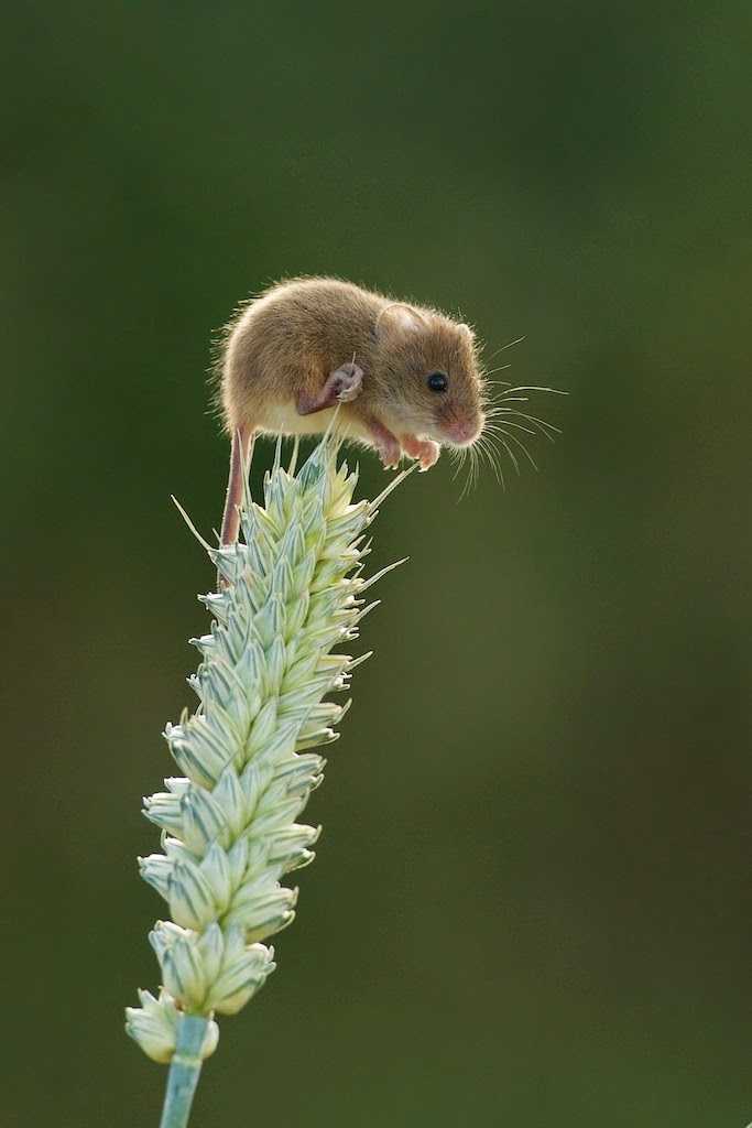Matt's Photos: Harvest Mice