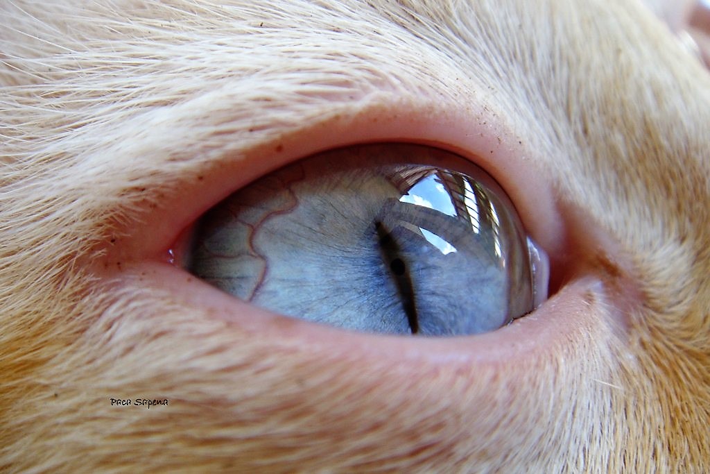 La Rioja de la A a la Z: FOTOGRAFIANDO OJOS - Macro