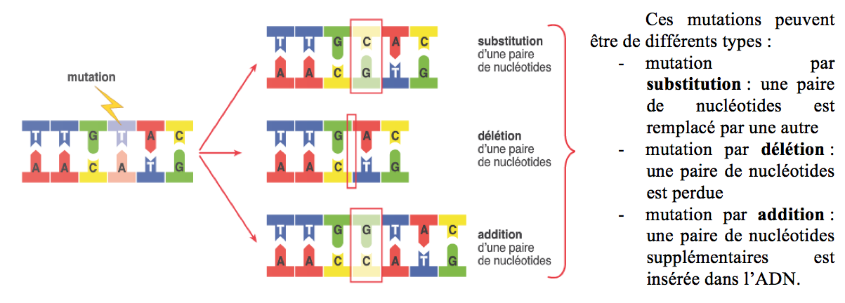 SVT - Sur Vos Traces...: Schéma des différents types de mutations de l'ADN