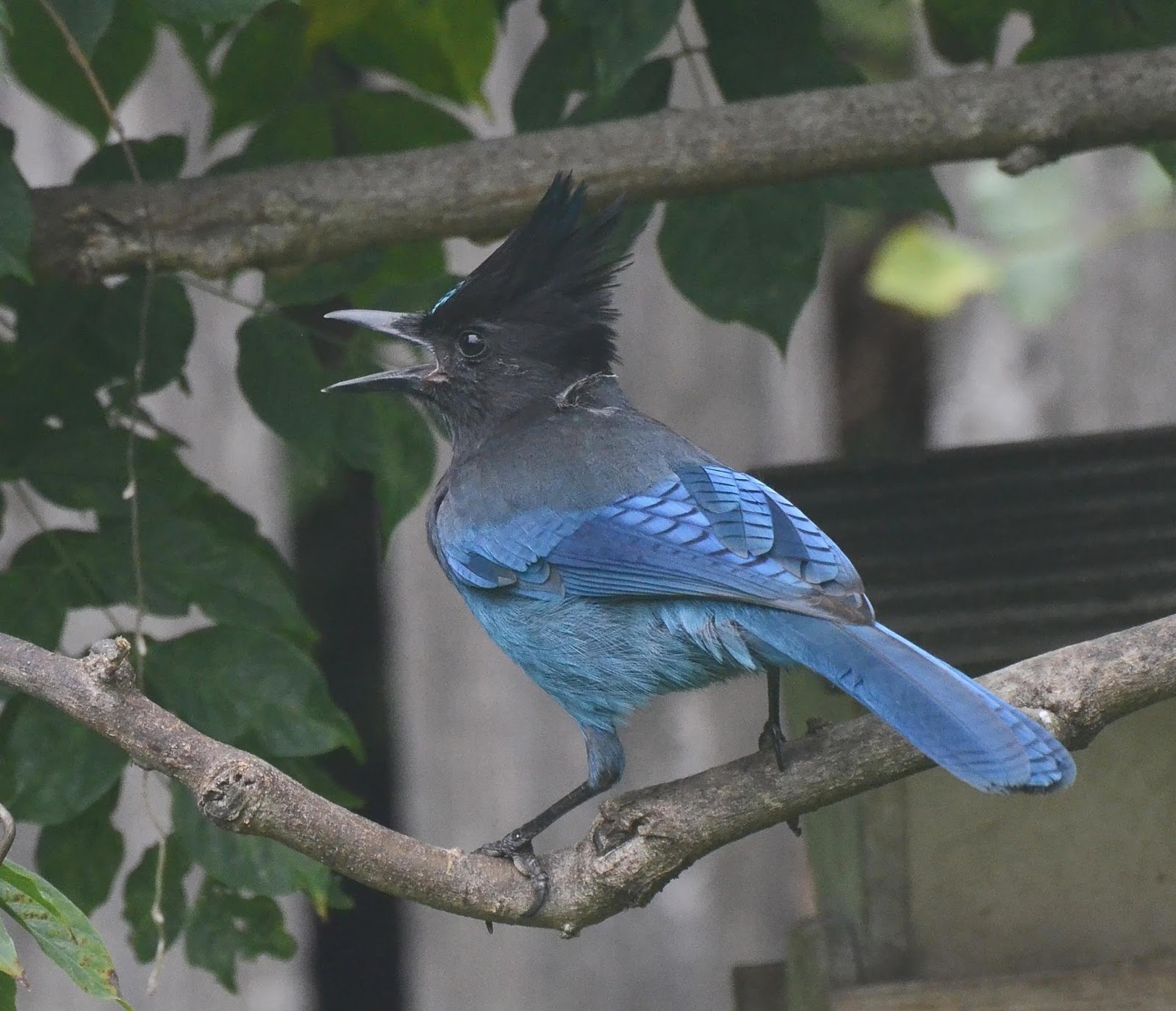 Oregon Backyard Birds, etc.: Neon Blue