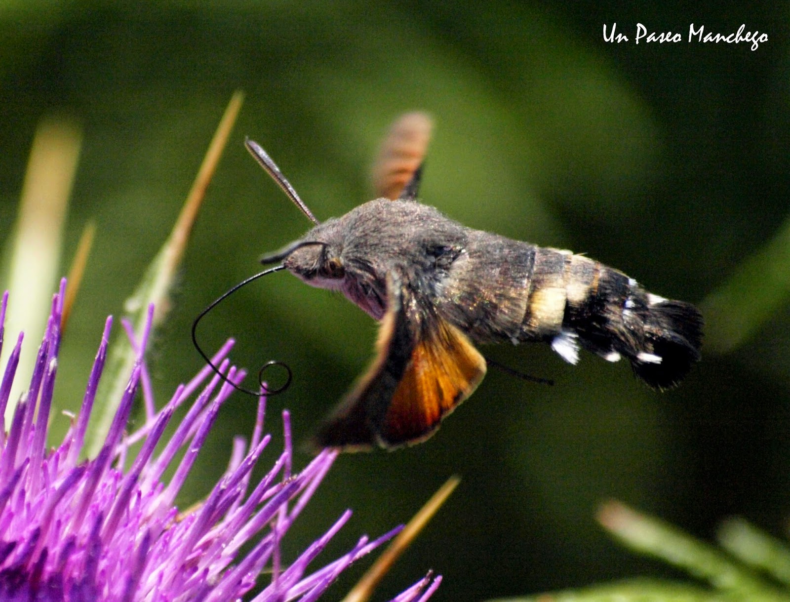 Un Paseo Manchego: La esfinge colibrí; Macroglossum stellatarum.