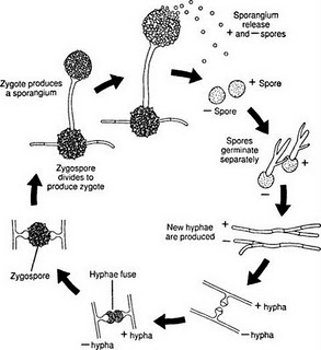 Penyakit yang Disebabkan Oleh Jamur Rhizopus - kurniayoung