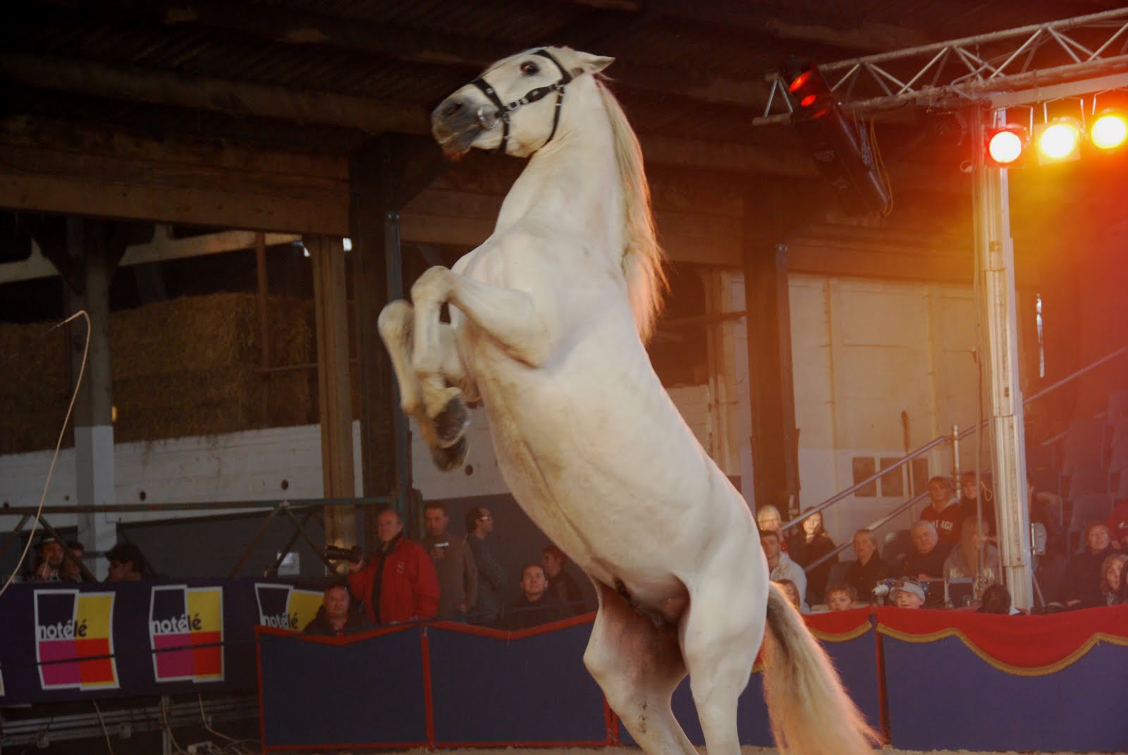 Actualités Mouscron- Comines: Equidia (le royaume du cheval) photos ici