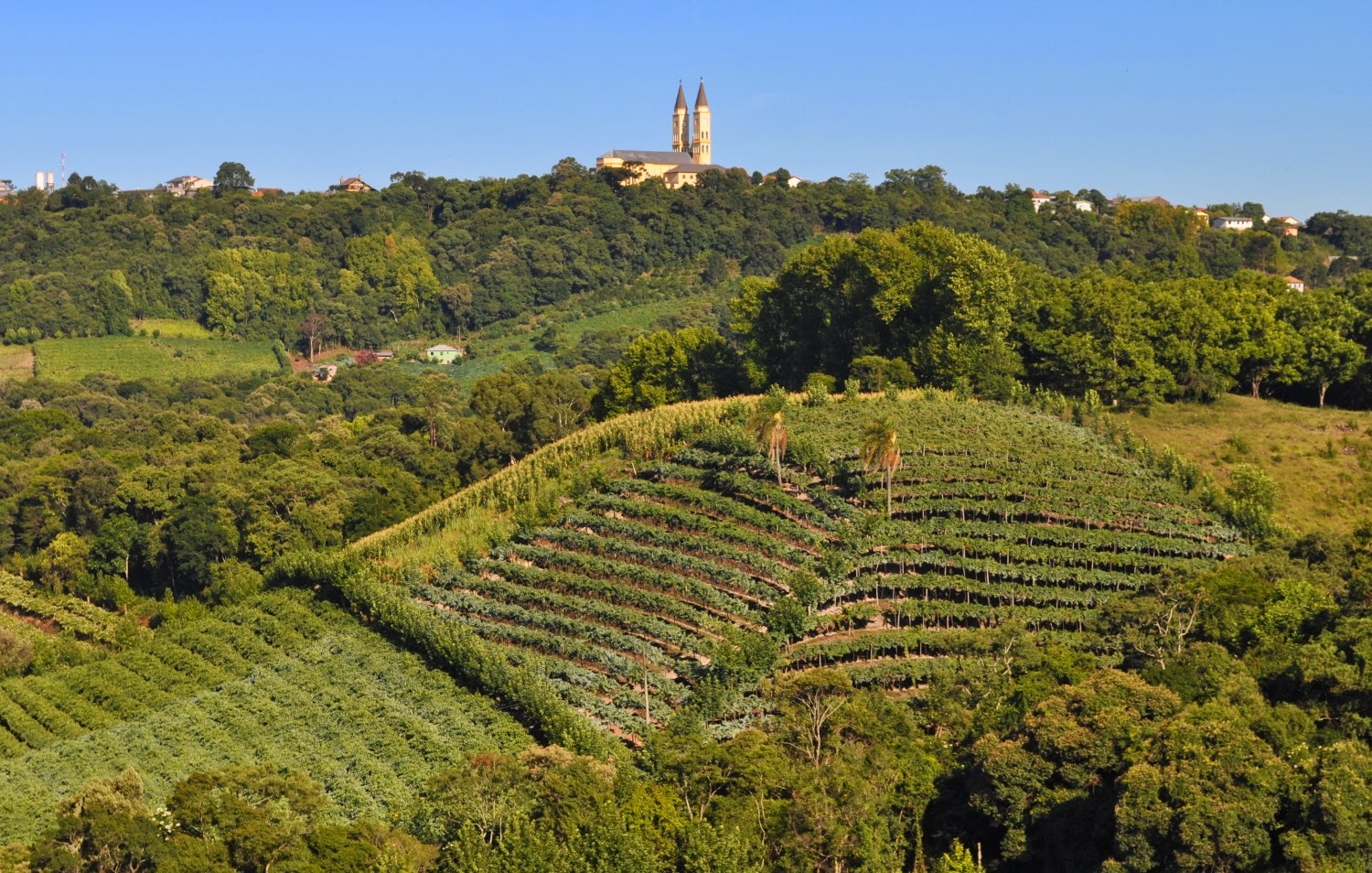 Cordeiro&VinhoByUcha: Certificação da IG Monte Belo