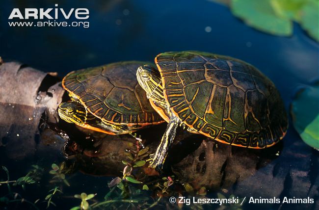 Reptiles and Amphibians: Tortuga pintada (Chrysemys picta)