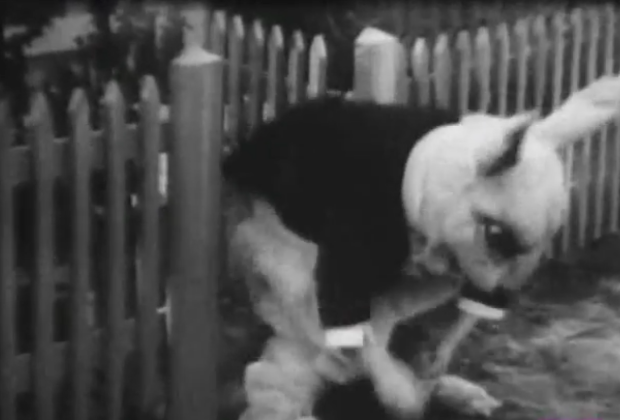 Quota Quickie - a Movie Review blog: Alice in Wonderland (1915)