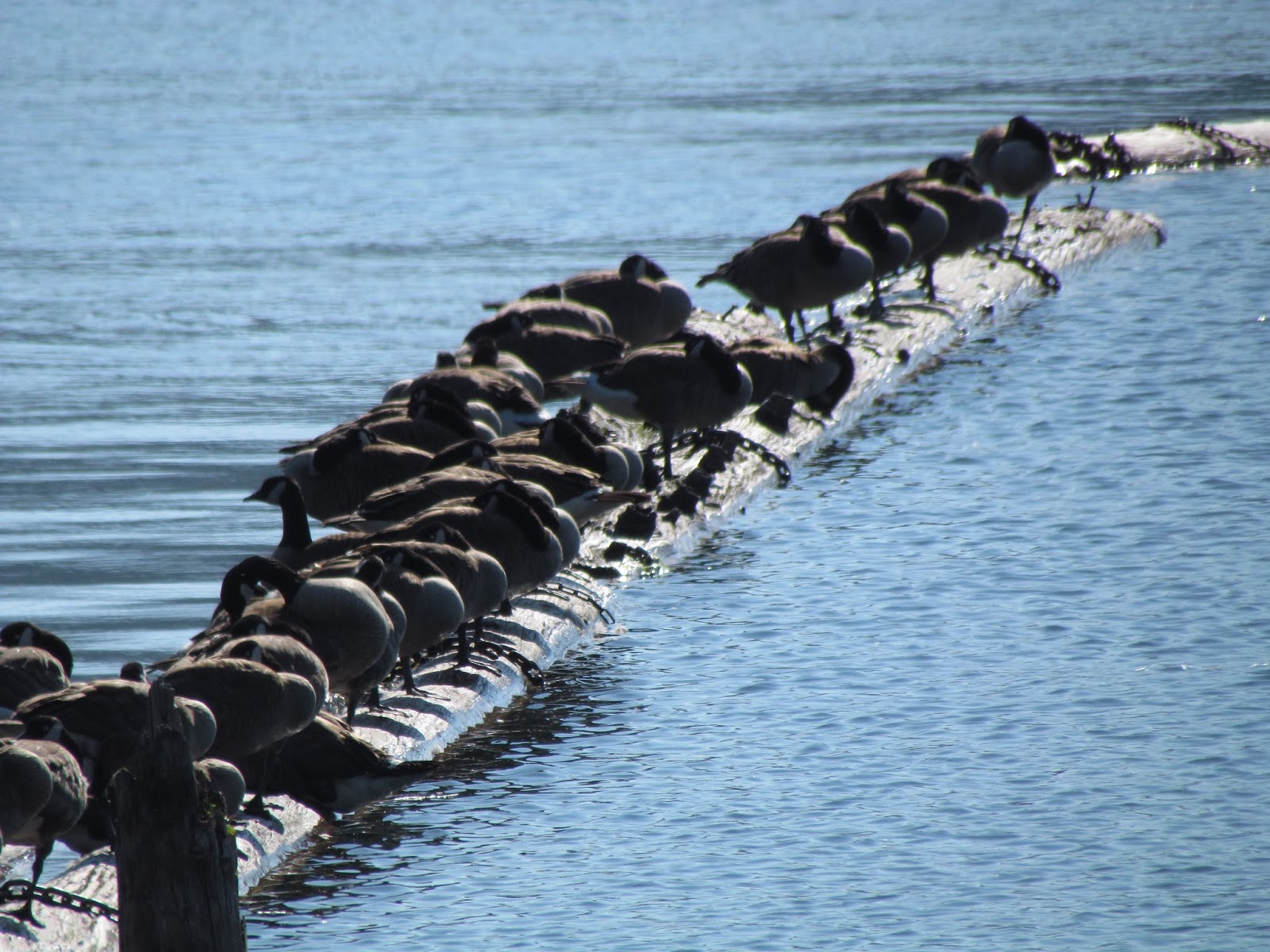 Scene Through My Eyes: Get Your Geese in a Row