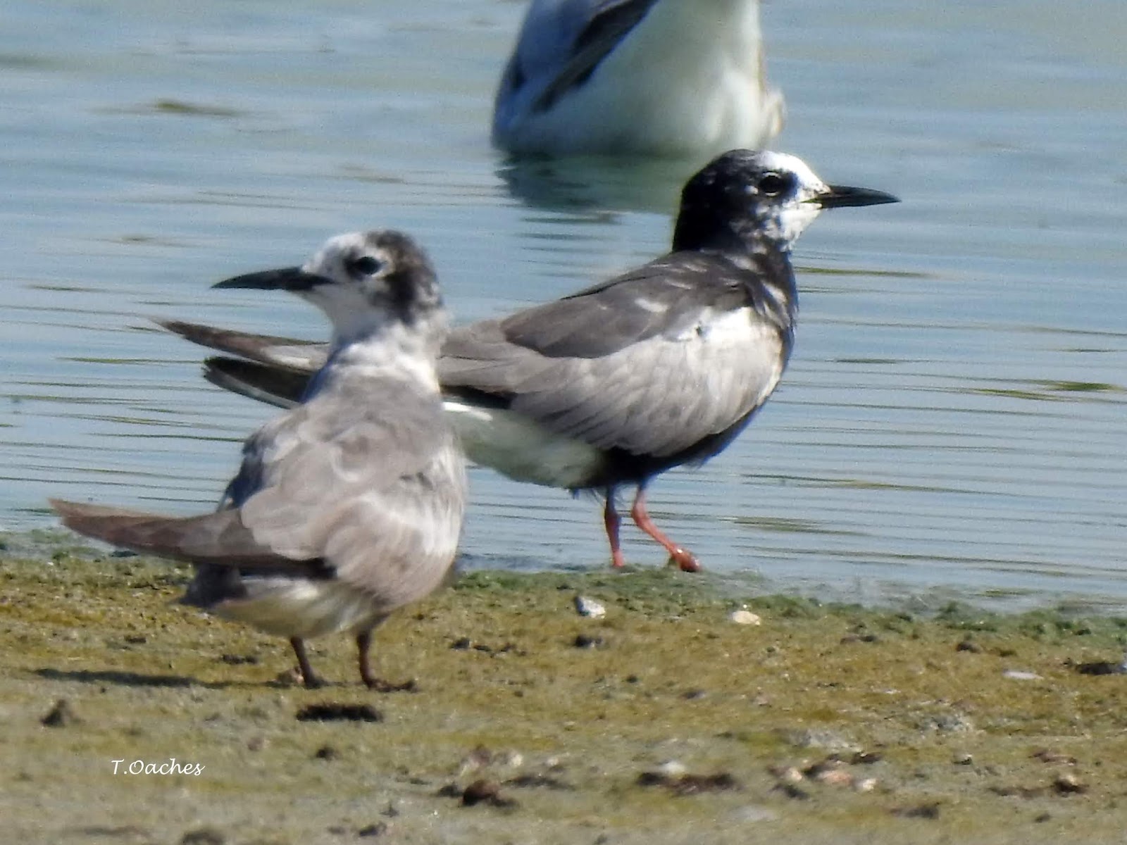 PASARI DIN ROMANIA: CHIRIGHITA CU ARIPI ALBE, Chlidonias leucopterus