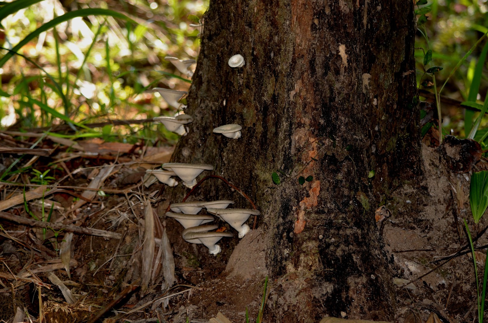 The Kambatik Park, Bintulu.: Kulat Jelutong ( Lentinus sajor - caju)