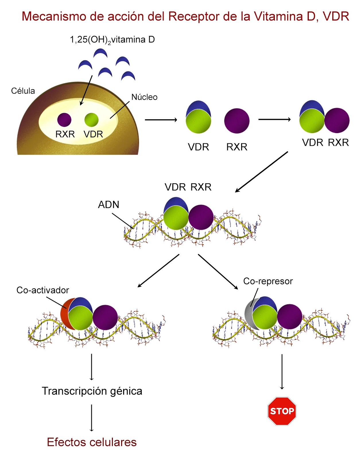 Hormonas : Vitamina D: no sólo por mis huesos