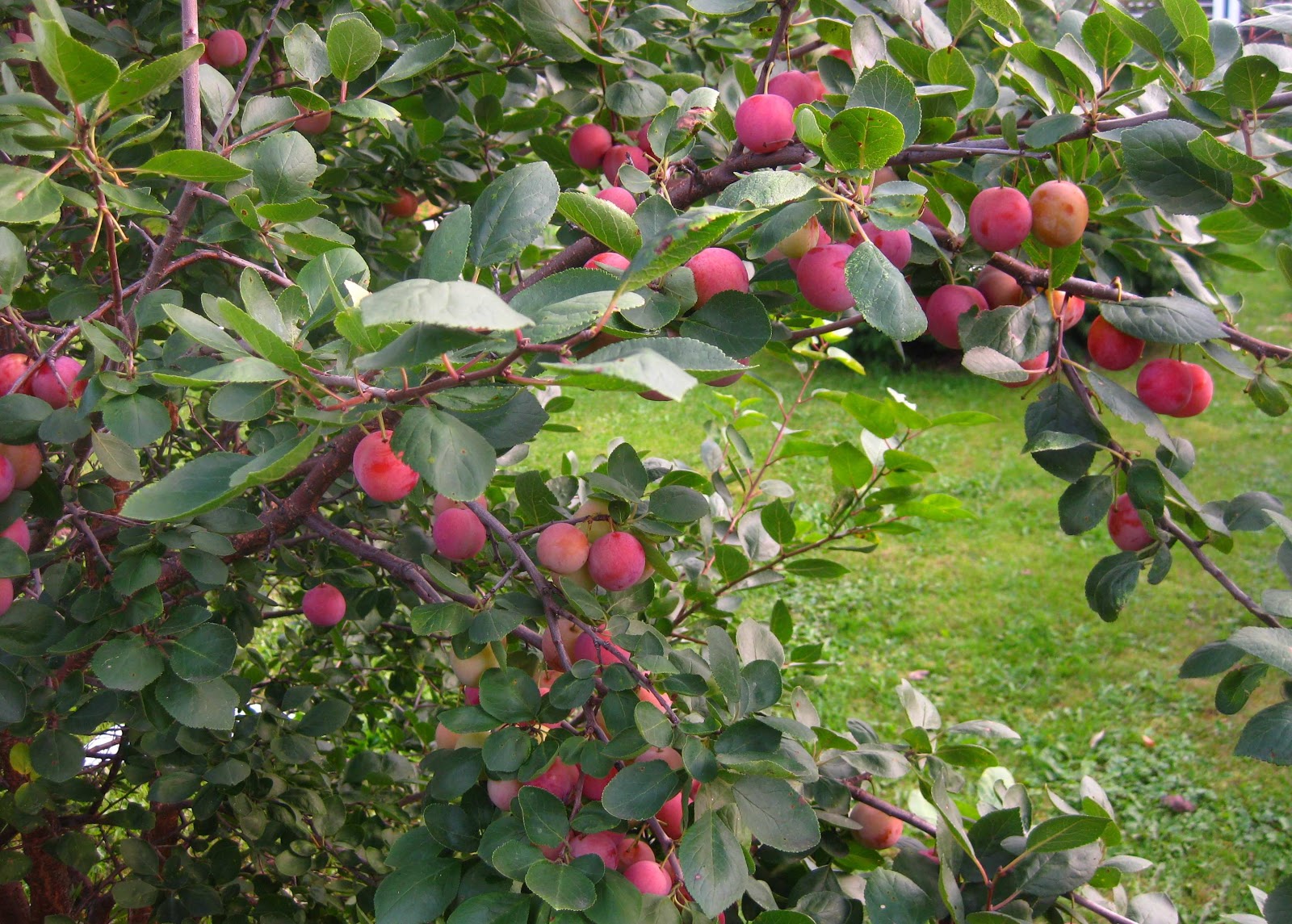 Vaihtoaskel hyppy: Luumupuu