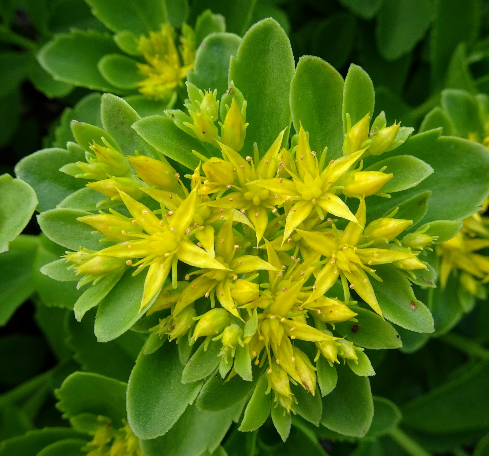 Love, Joy and Peas: Bee Balm, Sedum, Sunset Dahlia, Coreopsis, and ...