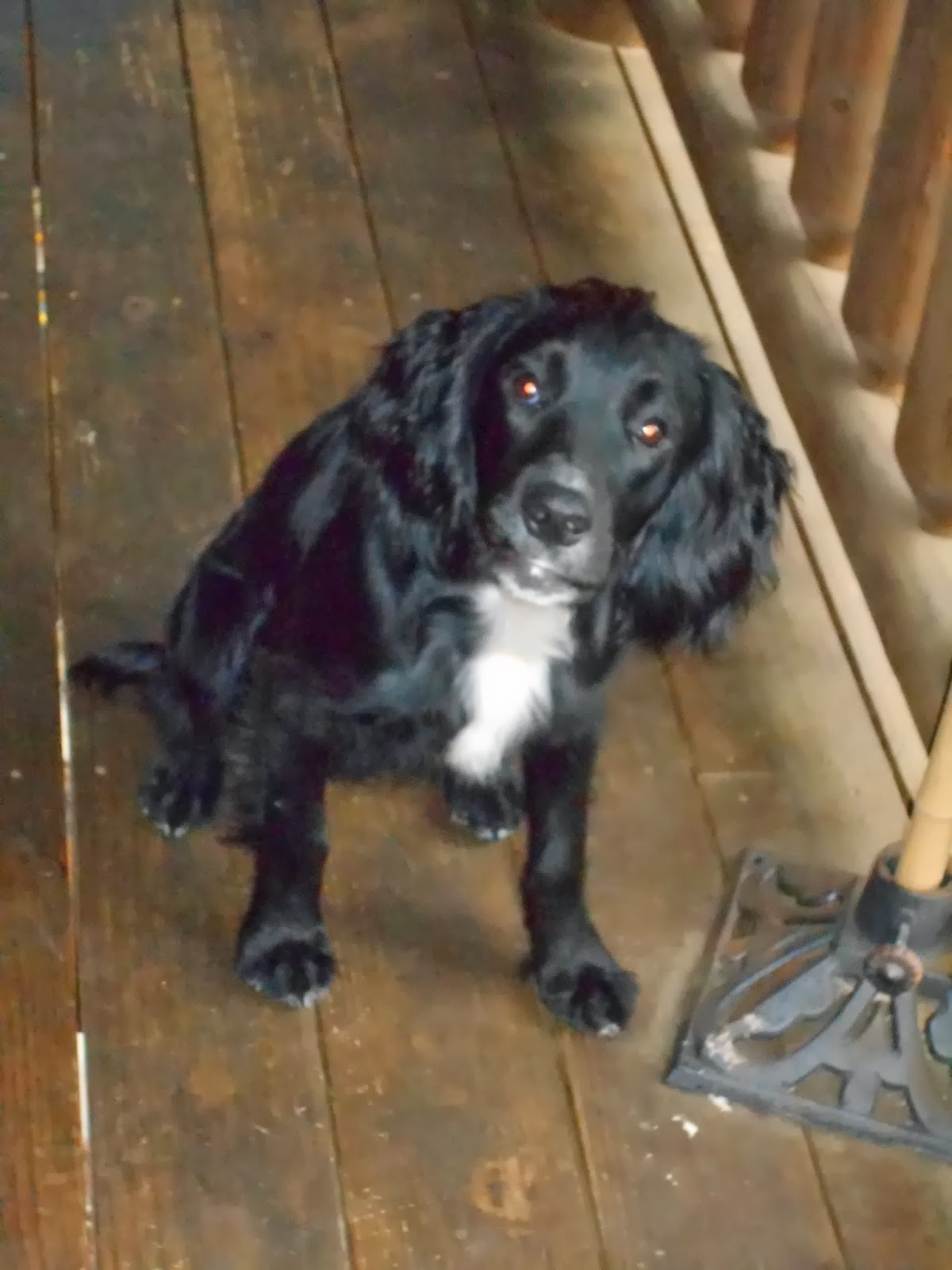 thecountryparson: Jim Karlovec's English Cocker Spaniels