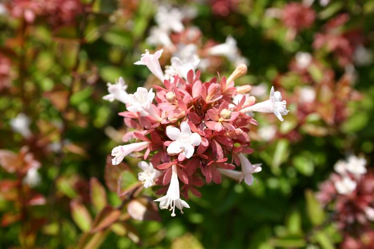 Abelia Plant | Garden How
