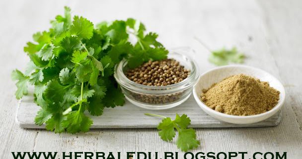 Coriandrum sativum / Coriander / කොත්තමල්ලි koththamalli / धनिया ...