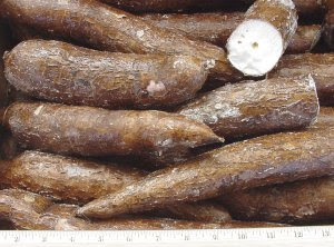PLAAN : Yuca - Manihot esculenta