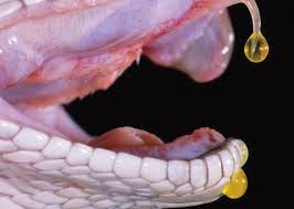 Mundo Tentacular: Rituals of Yig - The Grimoire of the Father of Snakes