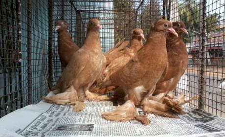 HAPPYPETSMARAKKARA: Australian Red Pigeon