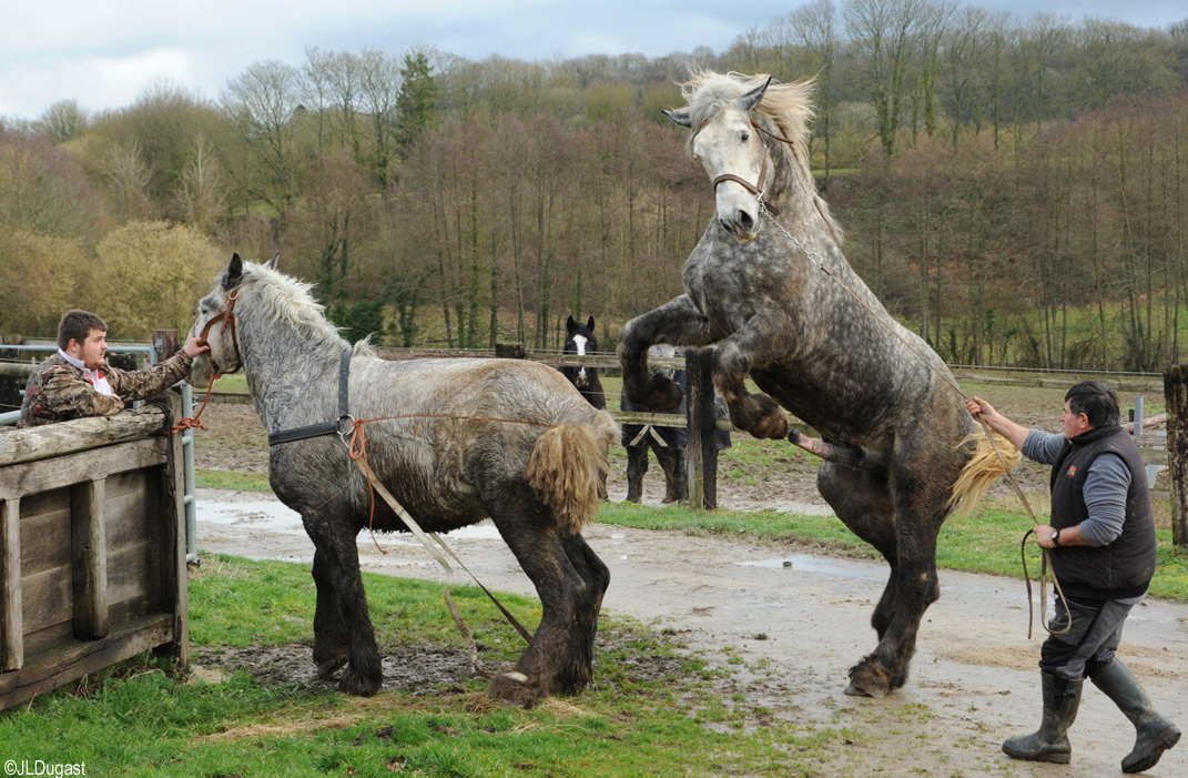 Percheron International