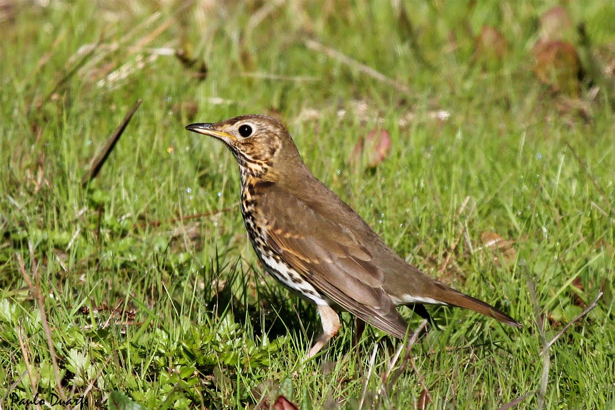 A arte de debicar: Tordo-comum ou Tordo-musical