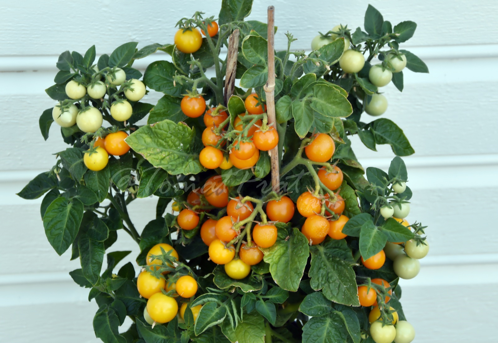 Helenes Tomater: Jochalos