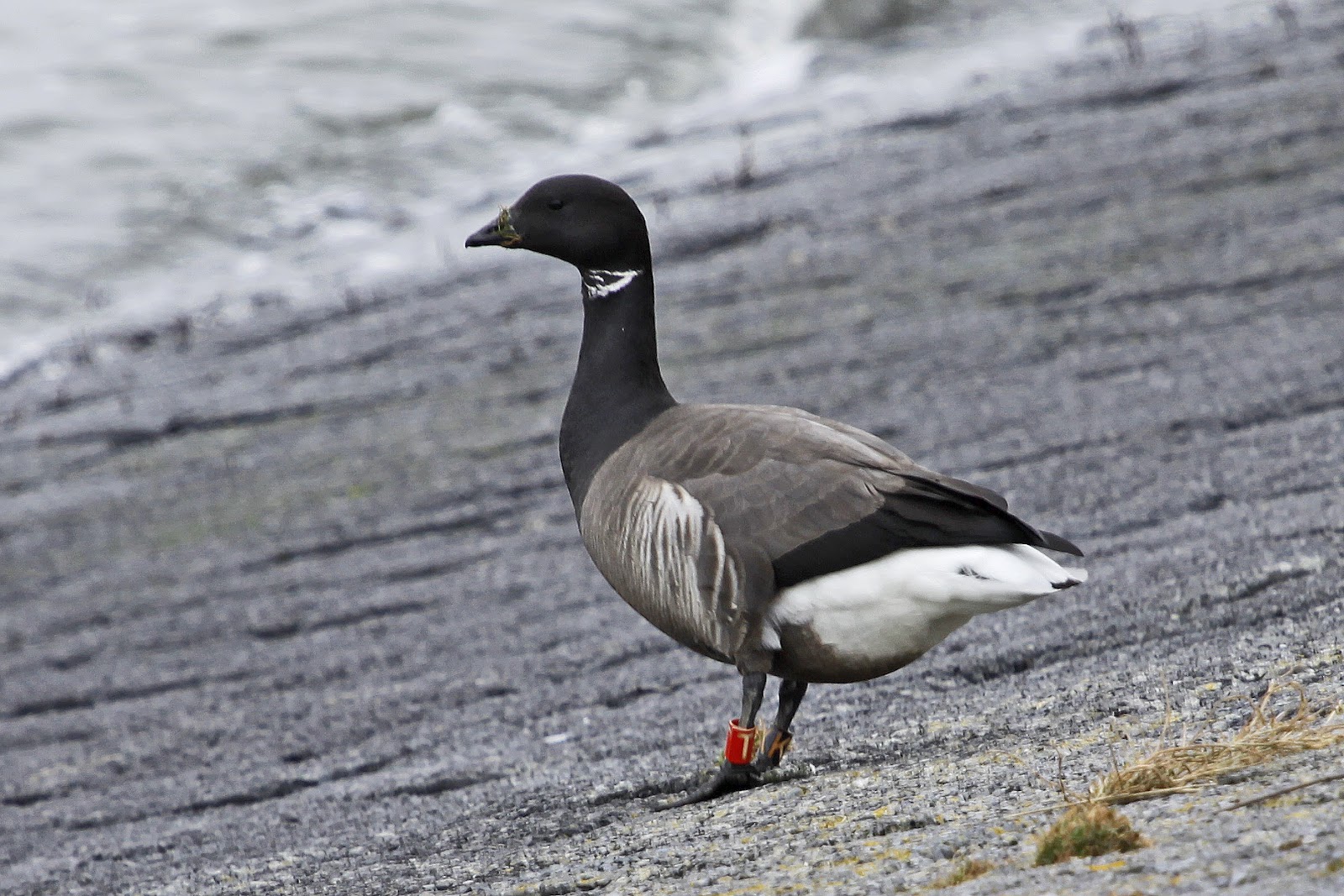 NatuurlijkNatuur: Rondje Lauwersmeer.