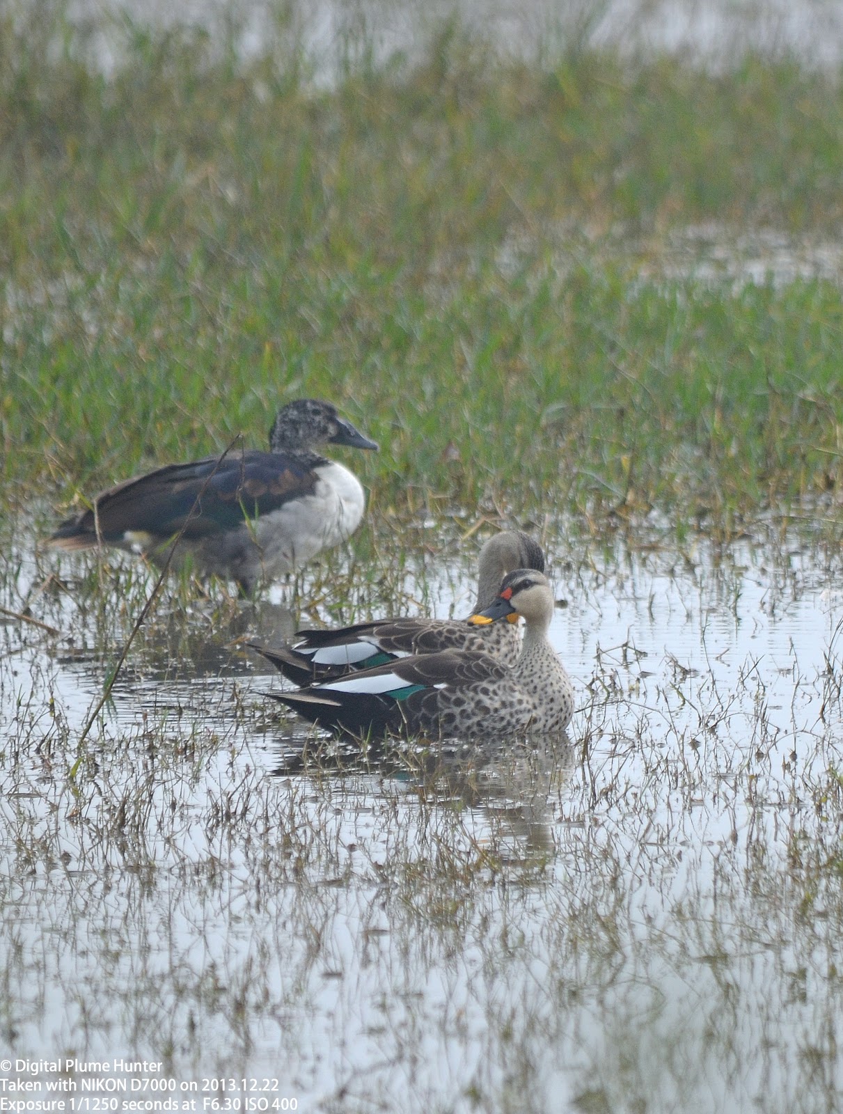 Hunting Digital Plumes in the US and Beyond: Birding the Extraordinary ...