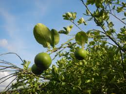 dayap - philippin news collections