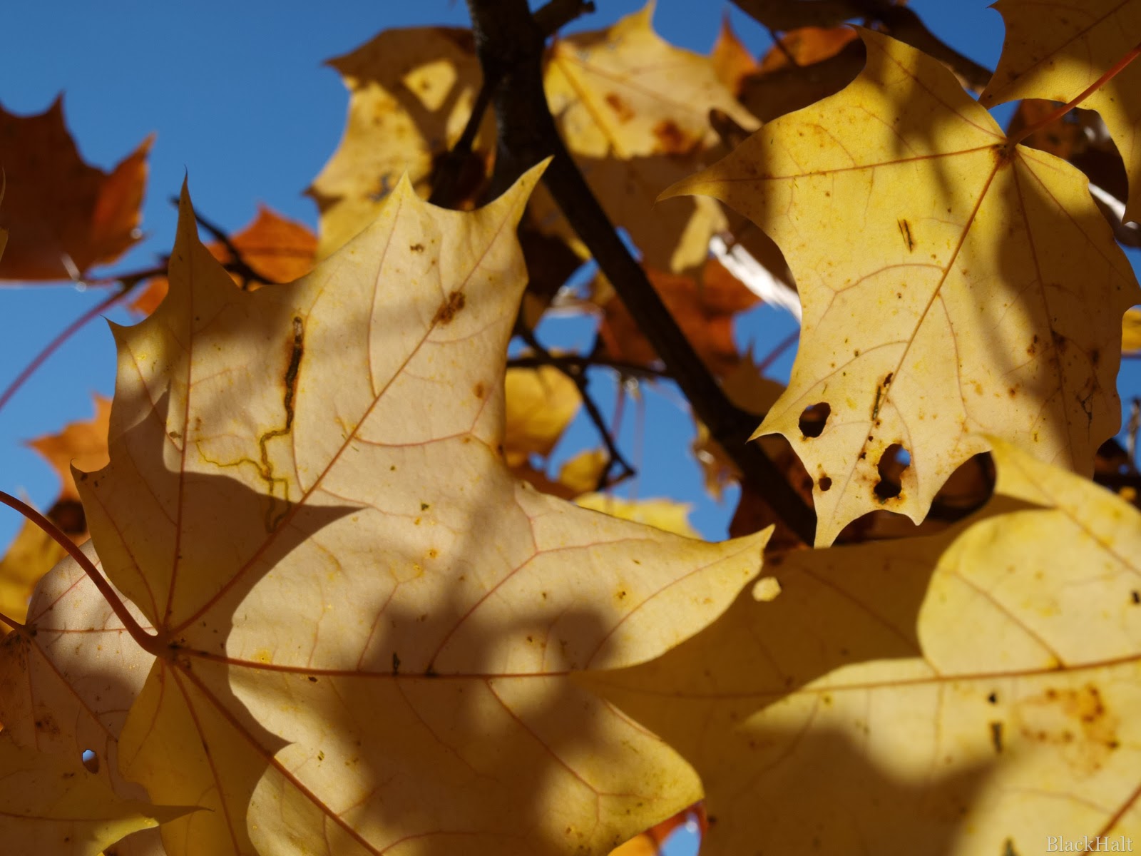 Rudens kļavu lapas Ⅱ - PhotoBlogSite