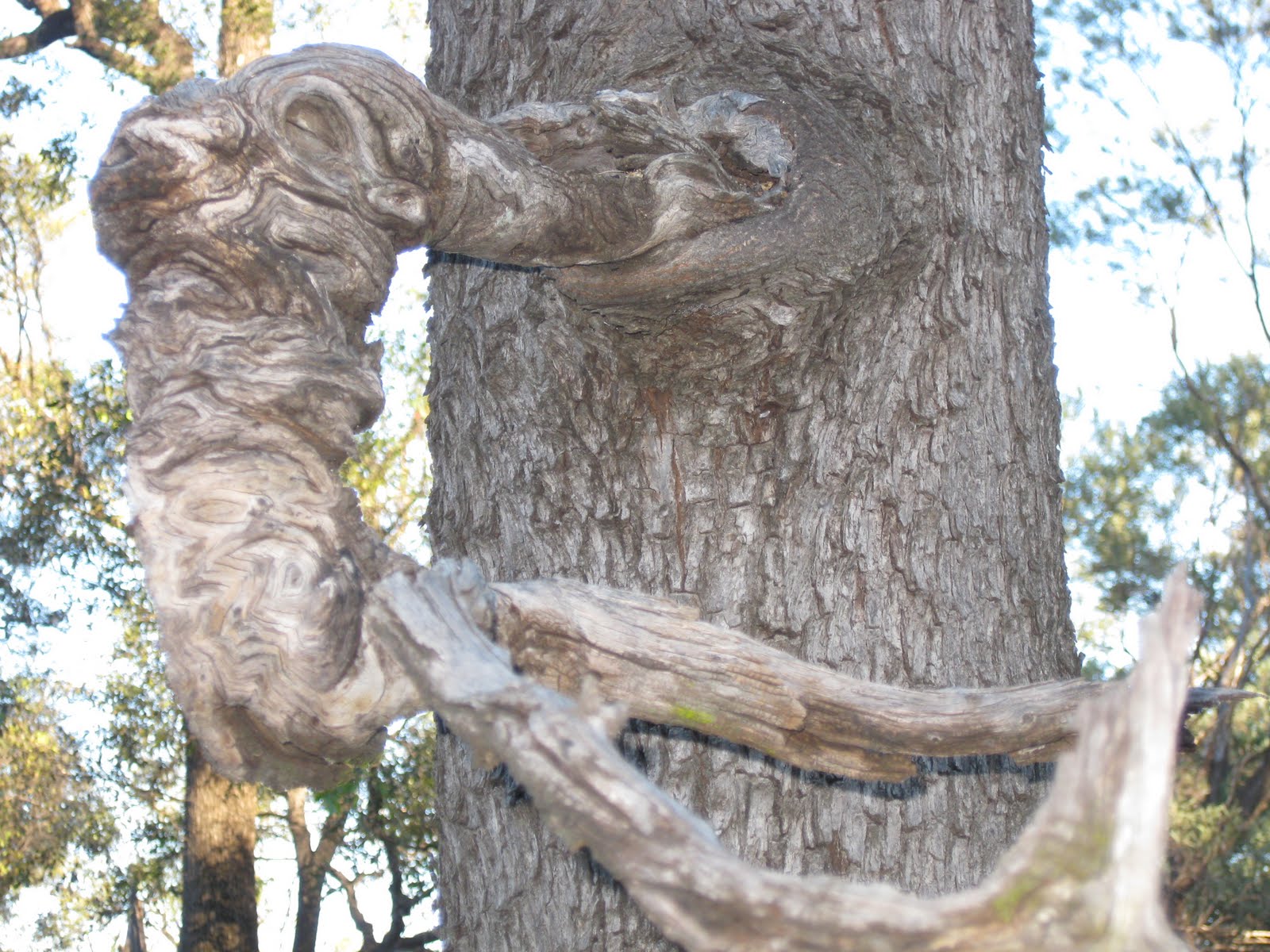 Robin's Double Life: An ancient ooline forest in outback Queensland