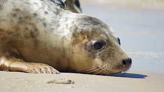 Wszystko o fokach: Foka szara