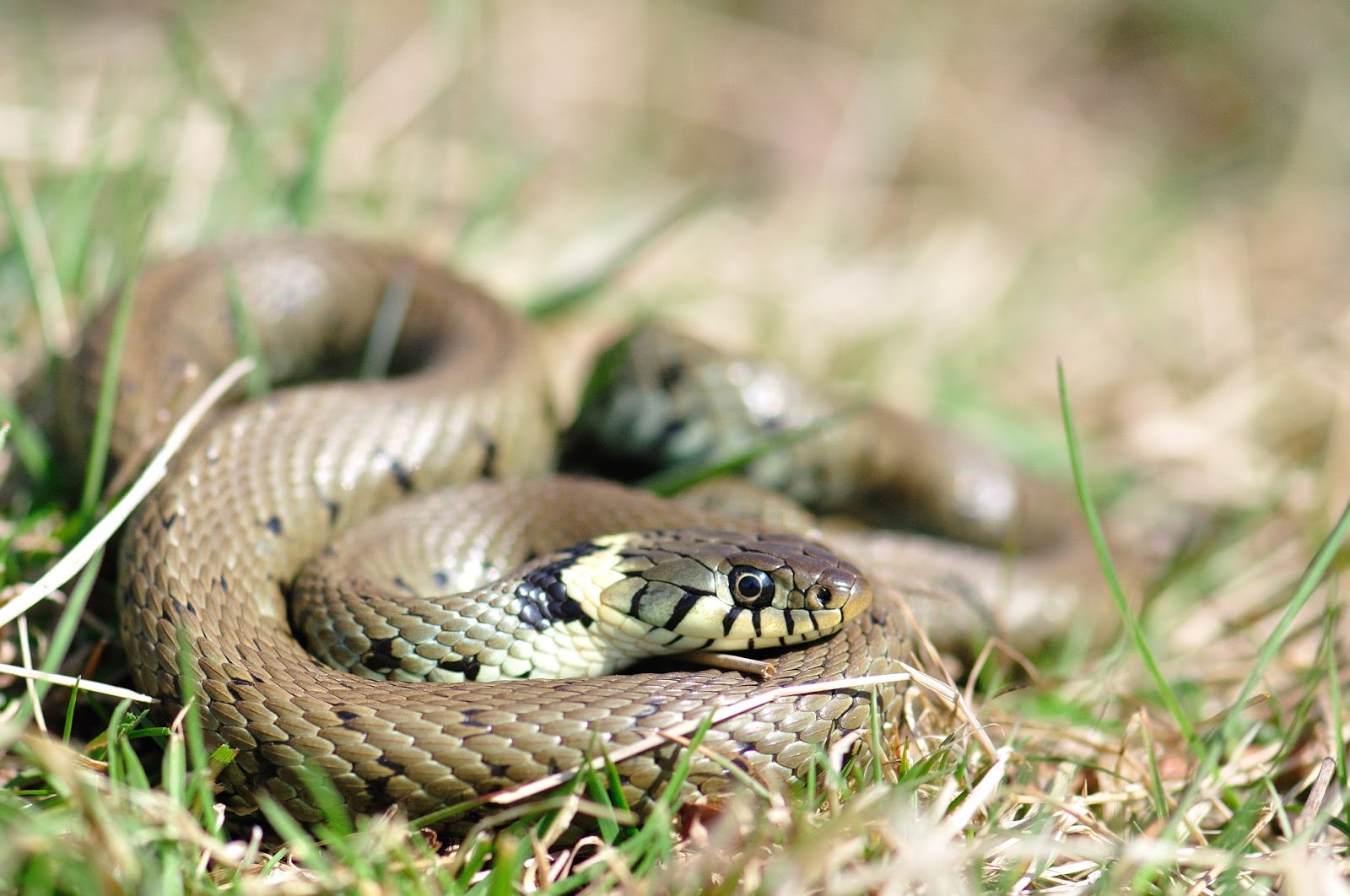 Trent Valley Beetles : On my Belly for Snakes, Oil and Wild Tigers!