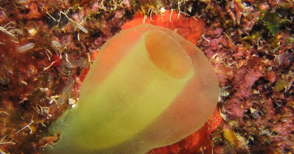 Uma Geração. Todas as Decisões.: Maravilhas do mar: ascídias