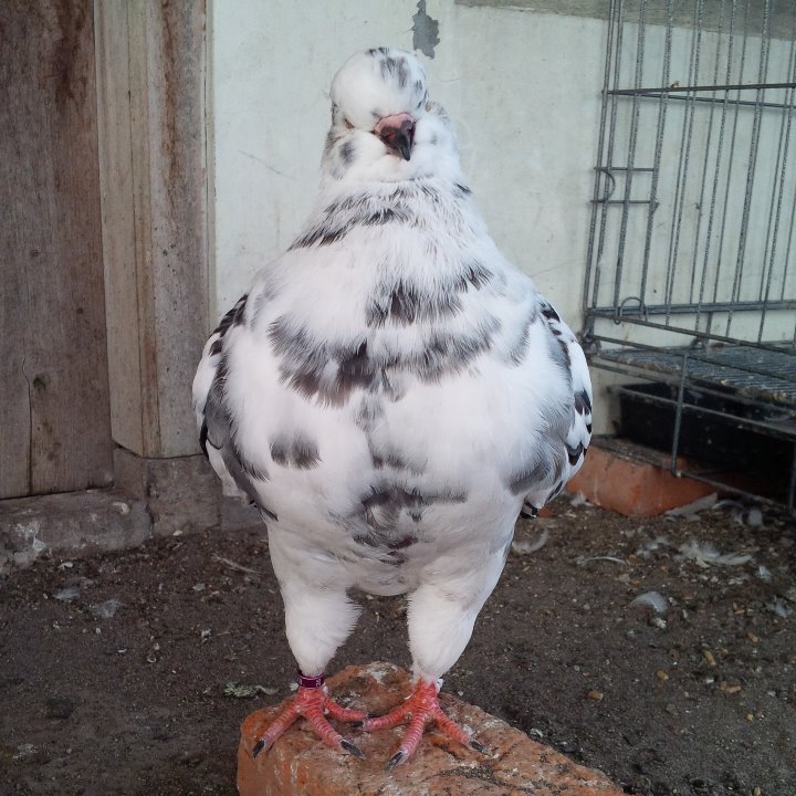 Membedakan Merpati Show King, King U / King Super