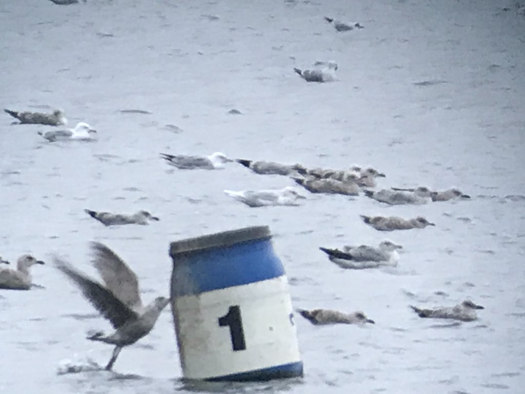 Barnsley Bird Sightings: Wintersett + Gull Roost.